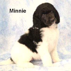 Parti Poodles For Sale - Tuxedo Poodle Puppies | Smith Standard Poodles